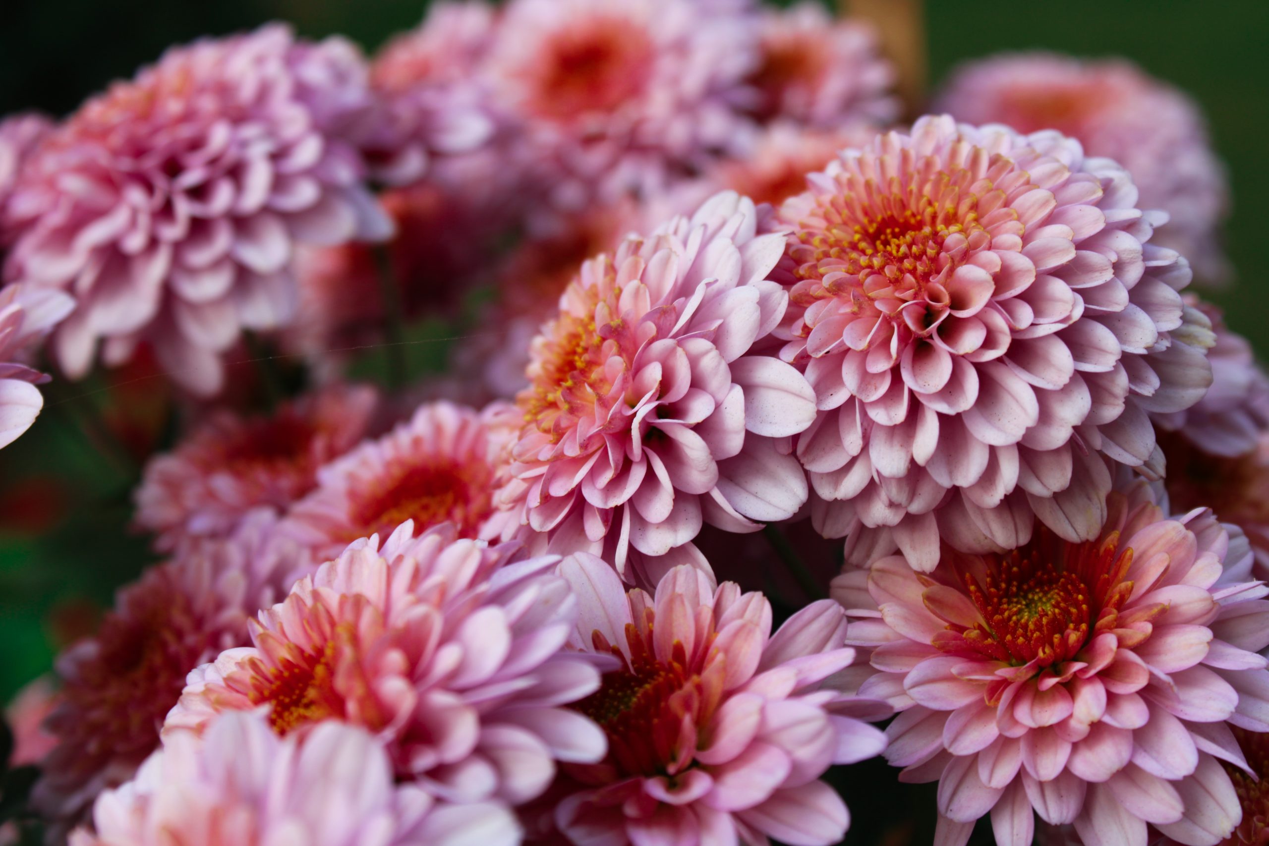 TCM & Acupuncture for Colds and Flu